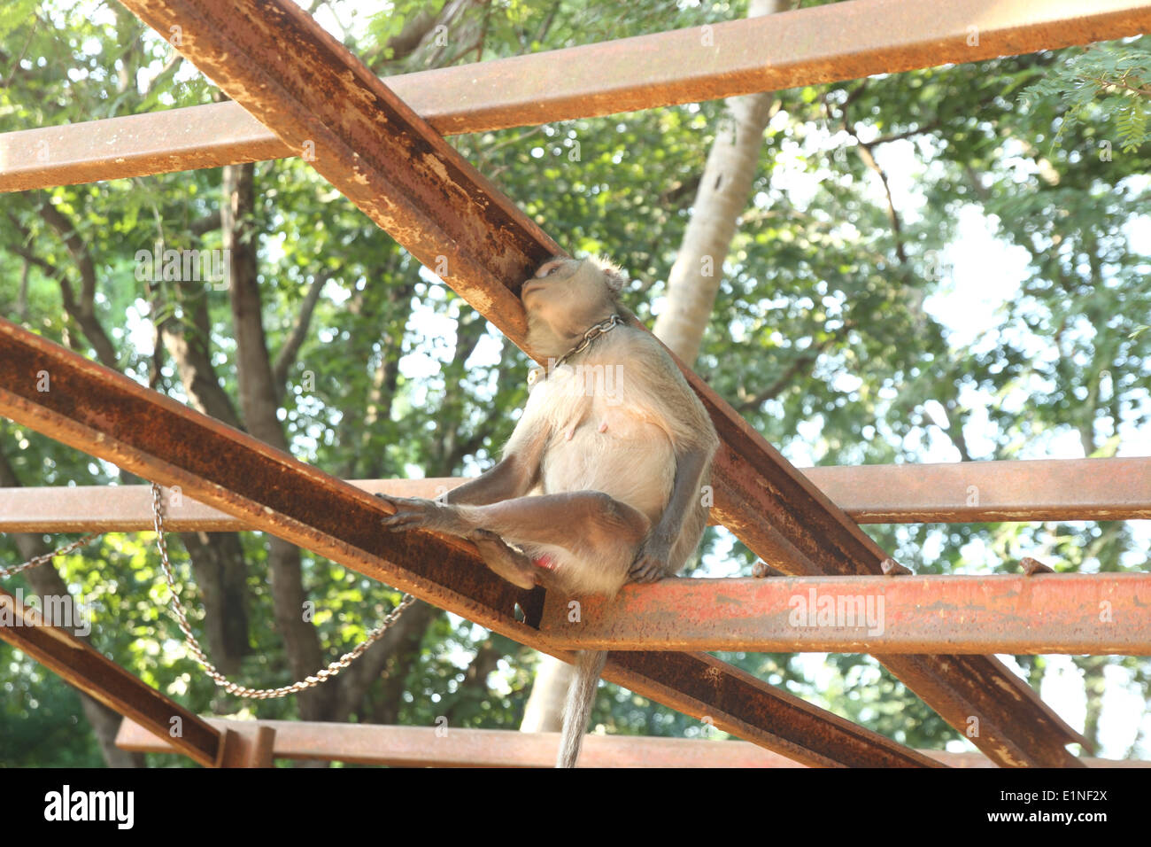 Thai monkey sitting on the iron railing Stock Photo - Alamy