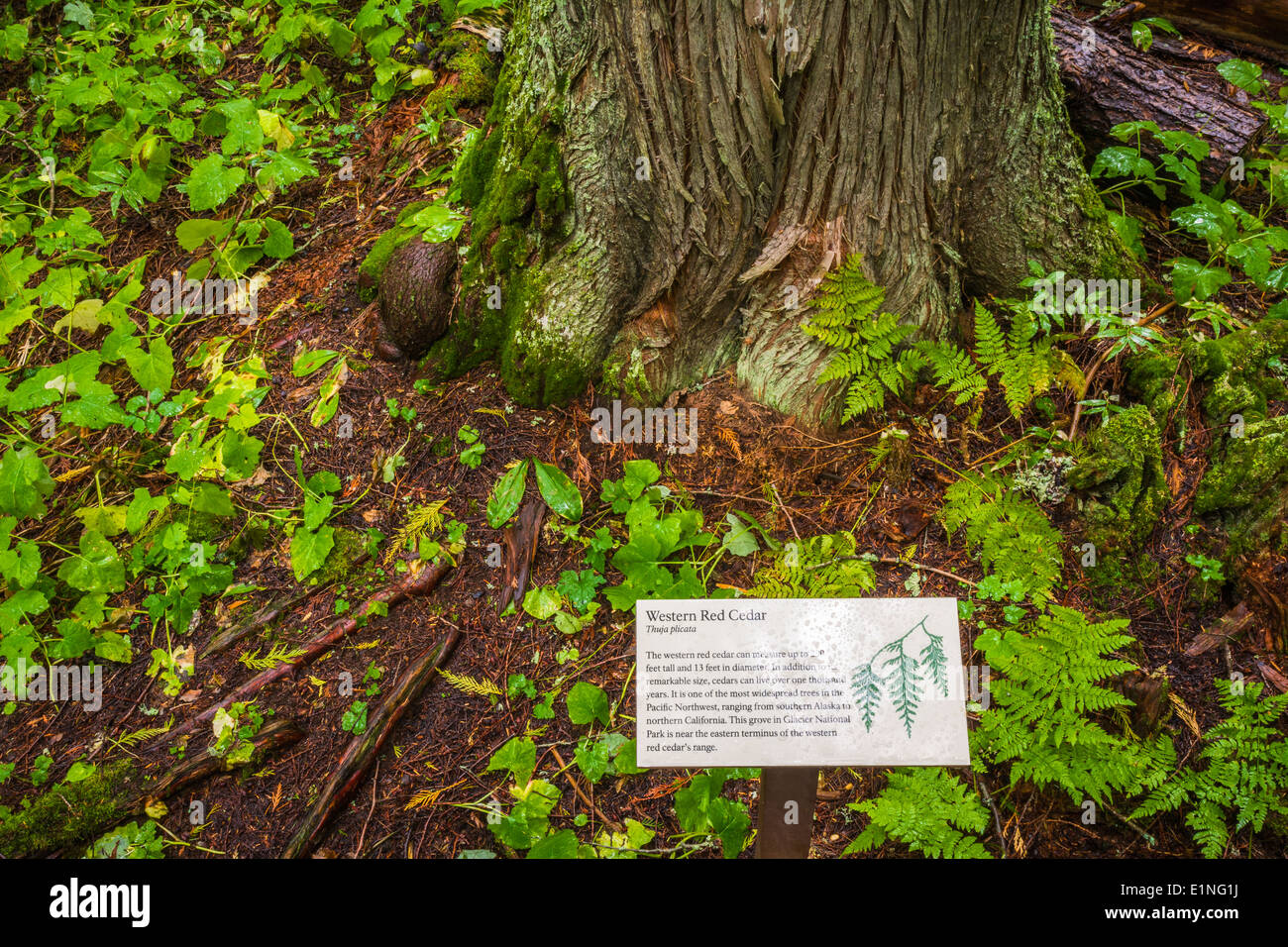 Interpretive sign (Western Red Cedar) on the Trail of the Cedars ...
