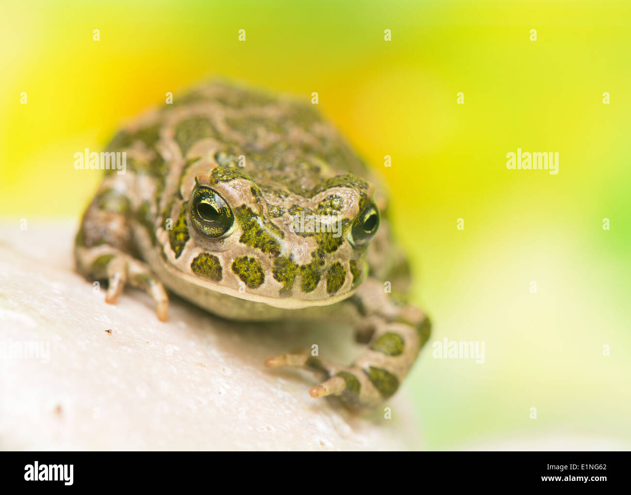Toad - Bufotes viridis Stock Photo - Alamy
