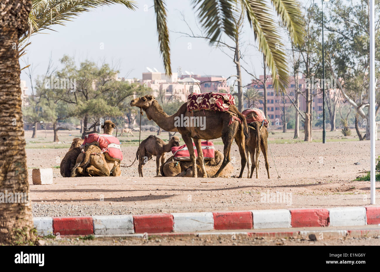 Camels marrakesh morocco africa hi-res stock photography and images - Alamy