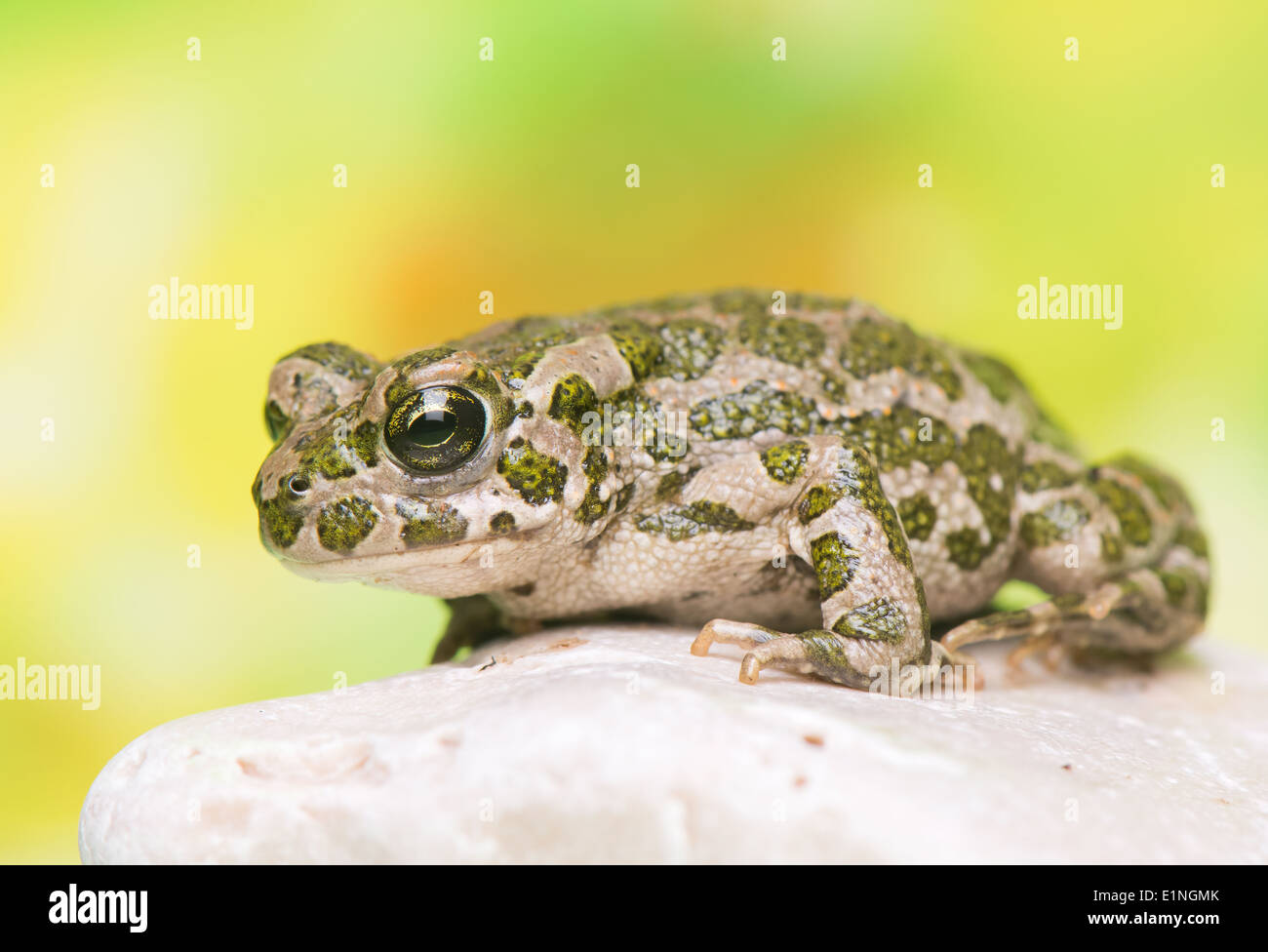 Toad - Bufotes viridis Stock Photo - Alamy