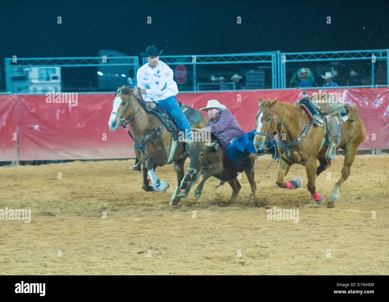 Cowboy Participating in a Steer wrestling Competition at the Clark ...