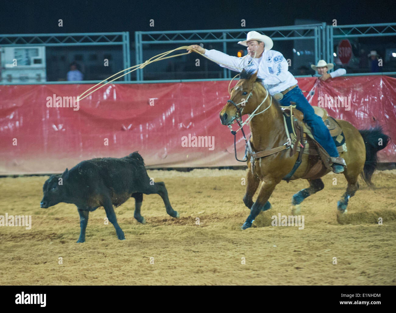 Calf roping texas hi-res stock photography and images - Alamy