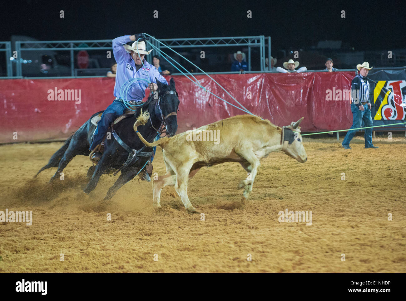 Calf roping texas hi-res stock photography and images - Alamy