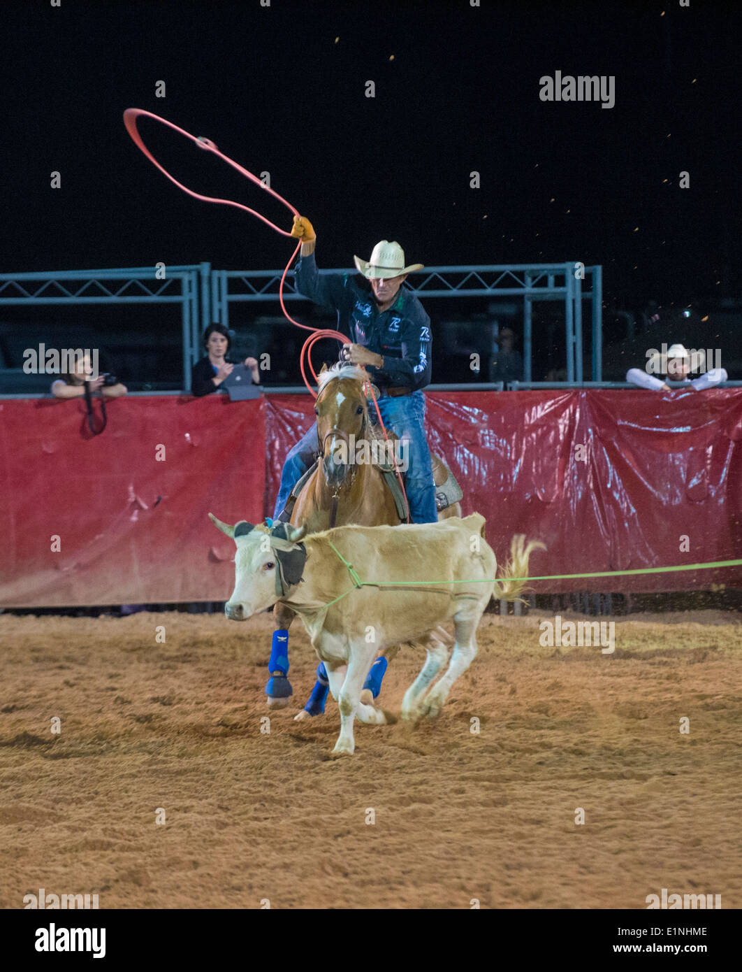 Cowboy Participating in a Calf roping Competition at the Clark county ...