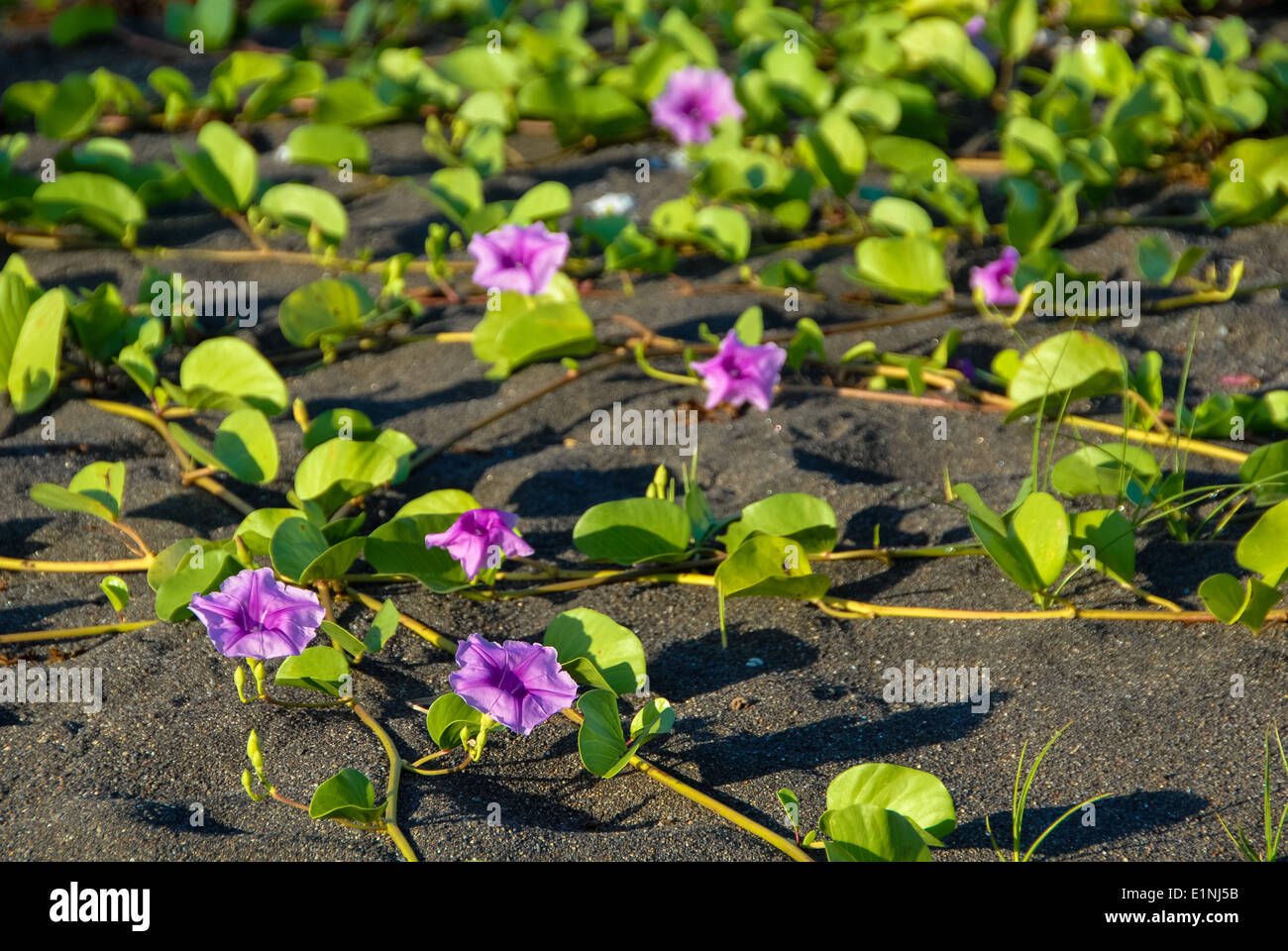 a crawllng plant with purple flowers at the beach in Bali Stock Photo ...