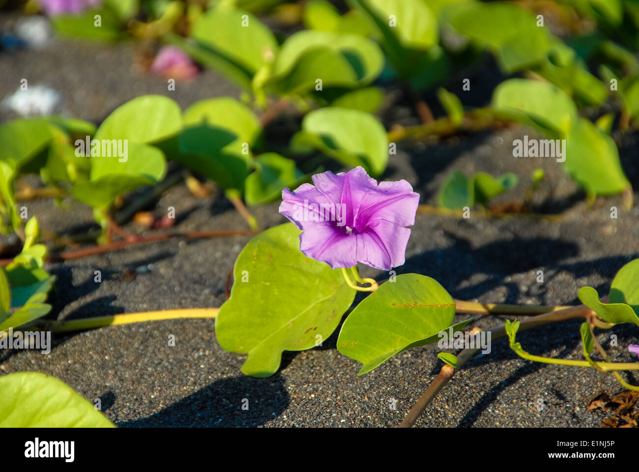 Purple flowers growing in sand hi-res stock photography and images - Alamy