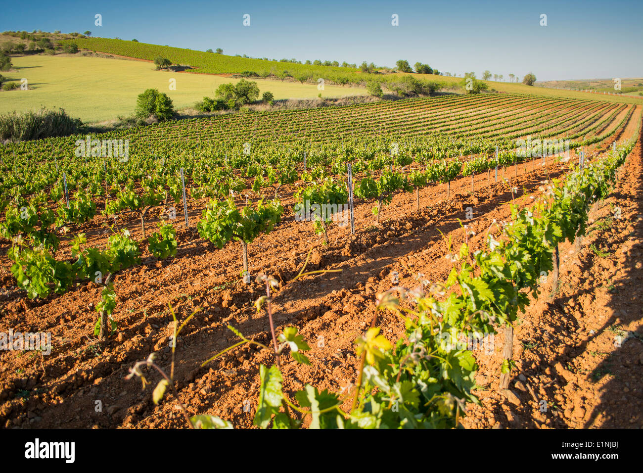 Vineyard landscape in spring near Carignan, Aragon Spain Stock Photo ...