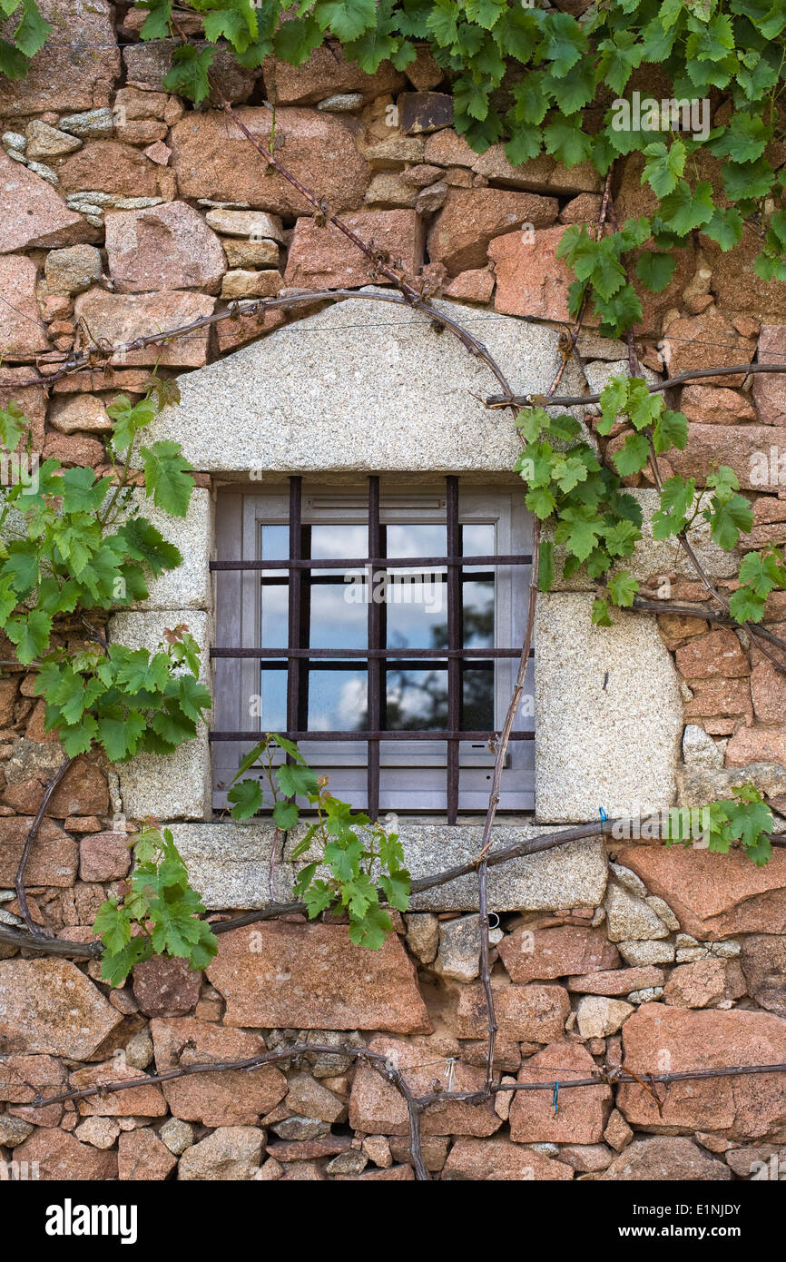 Vine patterns hi-res stock photography and images - Alamy