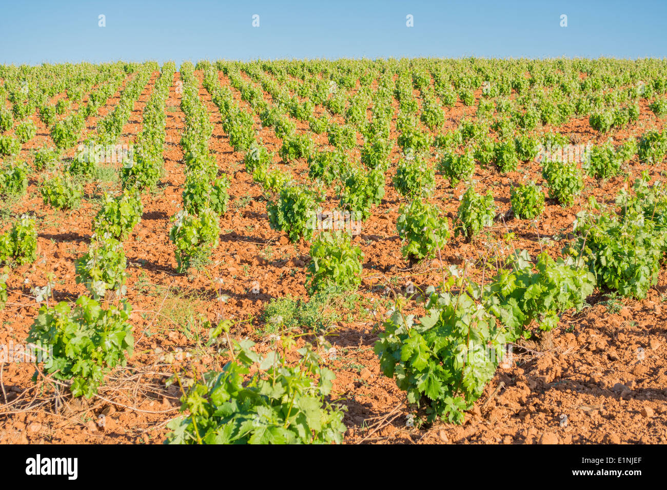 Vineyard landscape in spring near Carignan, Aragon Spain Stock Photo ...