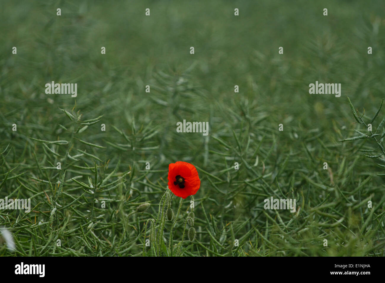 Poppy pic hi-res stock photography and images - Alamy