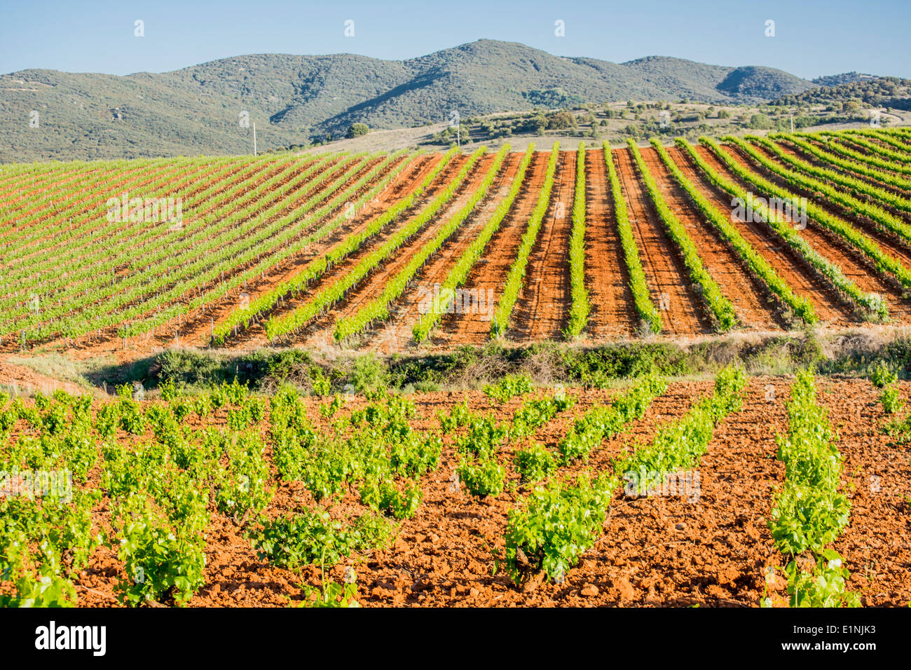 Carinena vineyard in spring hi-res stock photography and images - Alamy