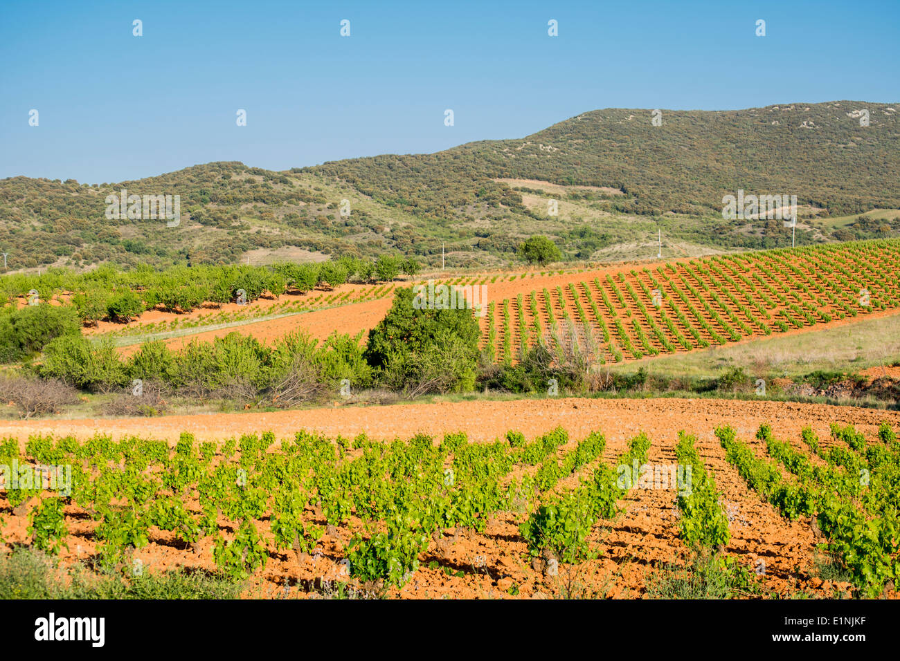 Vineyard landscape in spring near Carignan, Aragon Spain Stock Photo ...