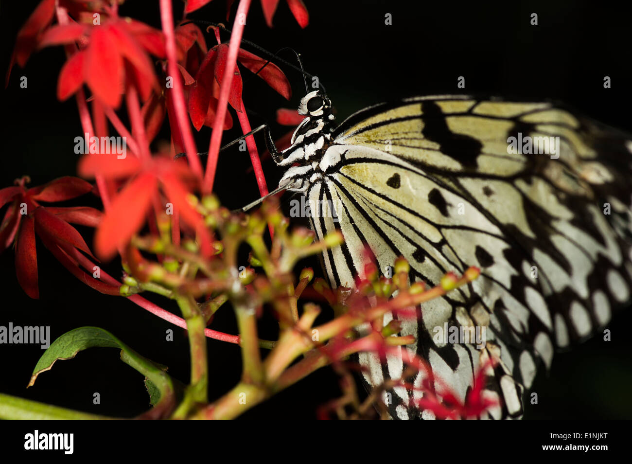 A rice paper butterfly (Idea leucone), or large tree nymph of the ...