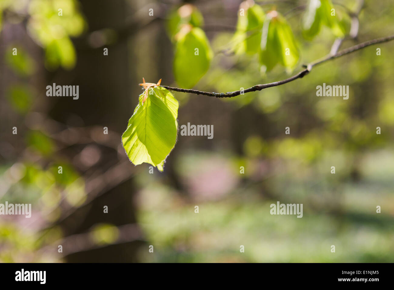 Beech tree leaf hi-res stock photography and images - Alamy