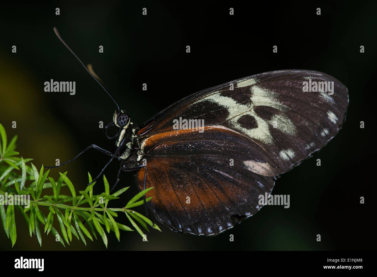 A tiger longwing (Heliconius hecale) butterfly of the Nymphalidae ...