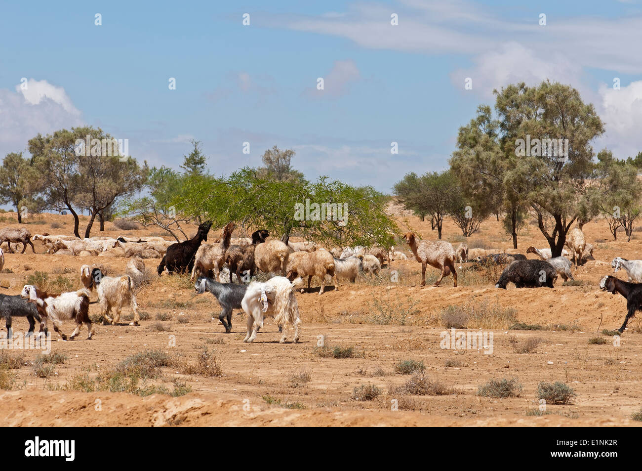 Sheep goat hi-res stock photography and images - Alamy