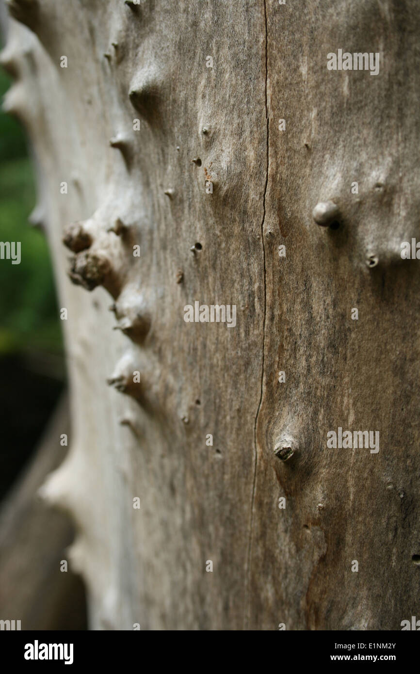 Tree skeleton hi-res stock photography and images - Alamy