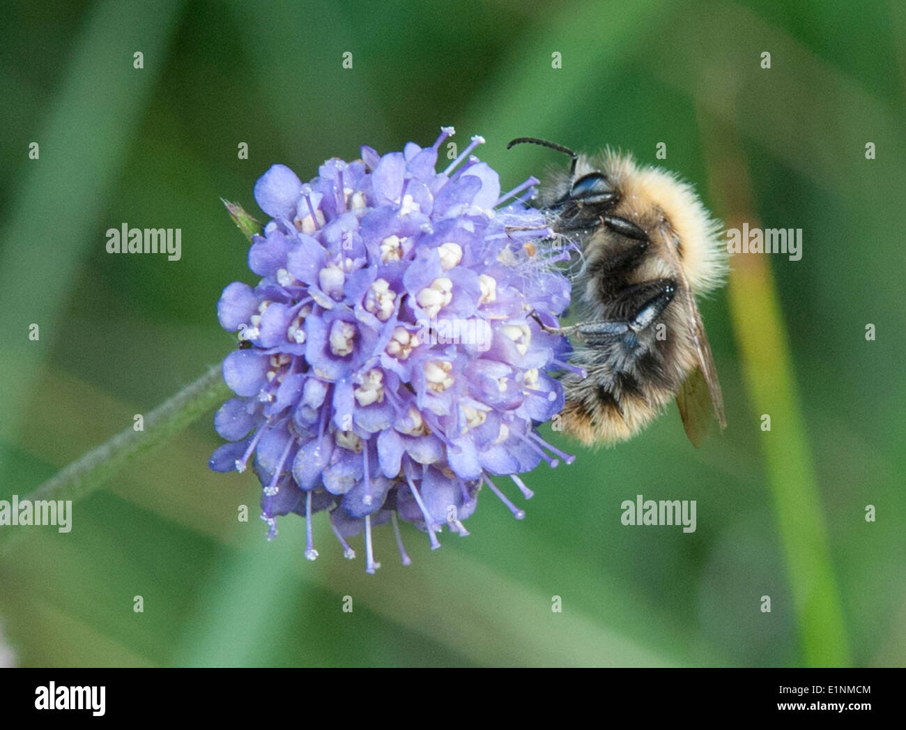 Field scabious bee hi-res stock photography and images - Alamy