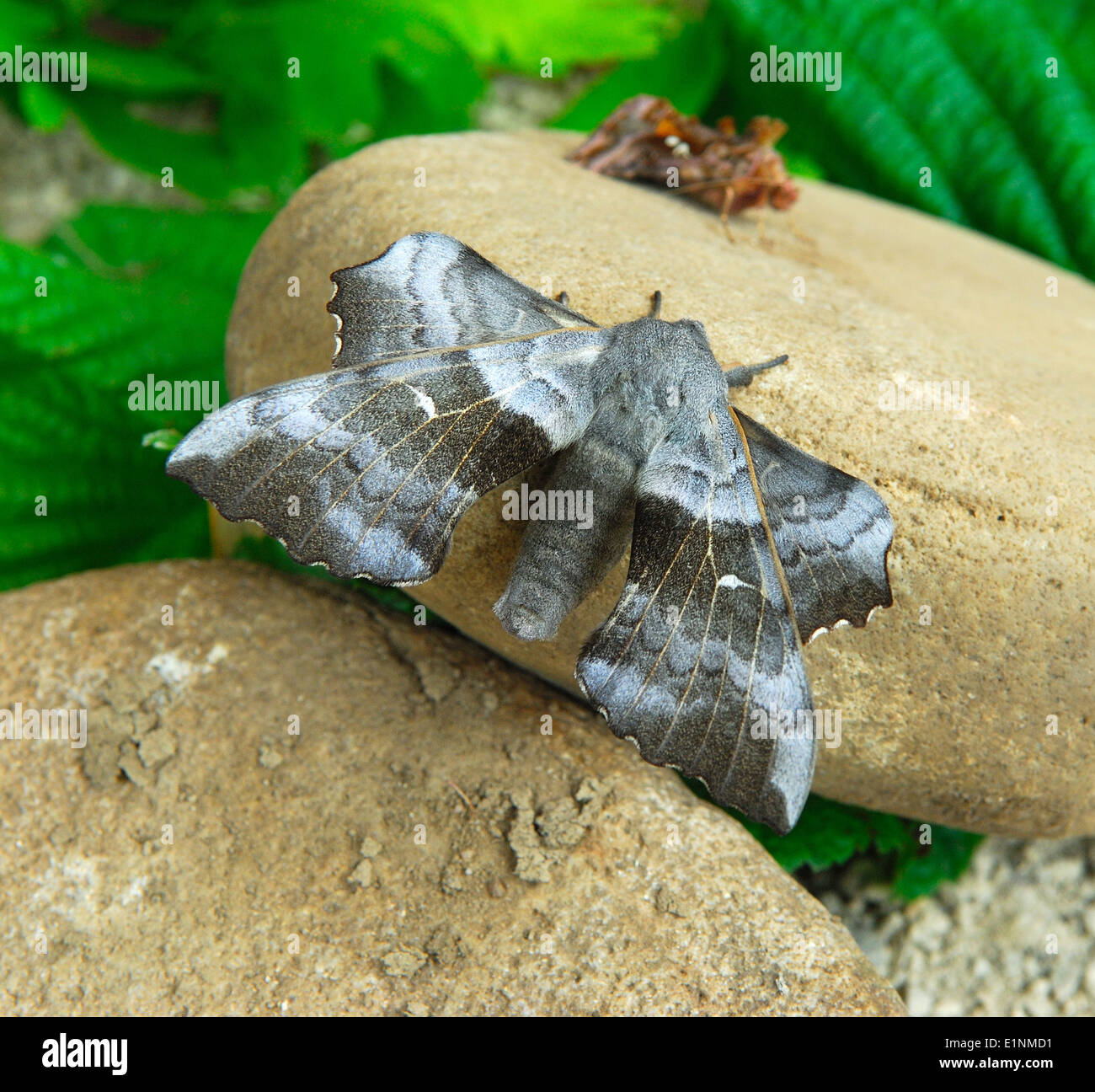Poplar grey moth hi-res stock photography and images - Alamy