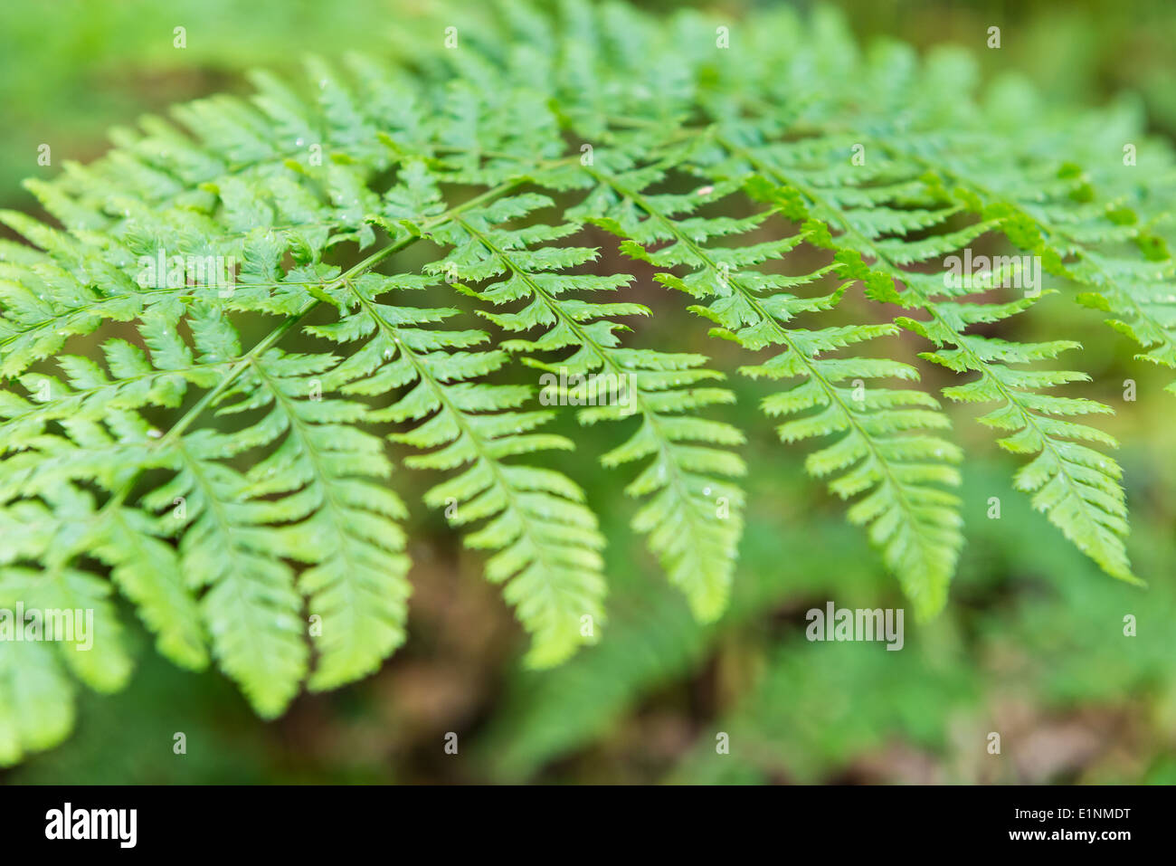 Fern leaf at Bolton Abbey, Yorkshire, UK Stock Photo - Alamy