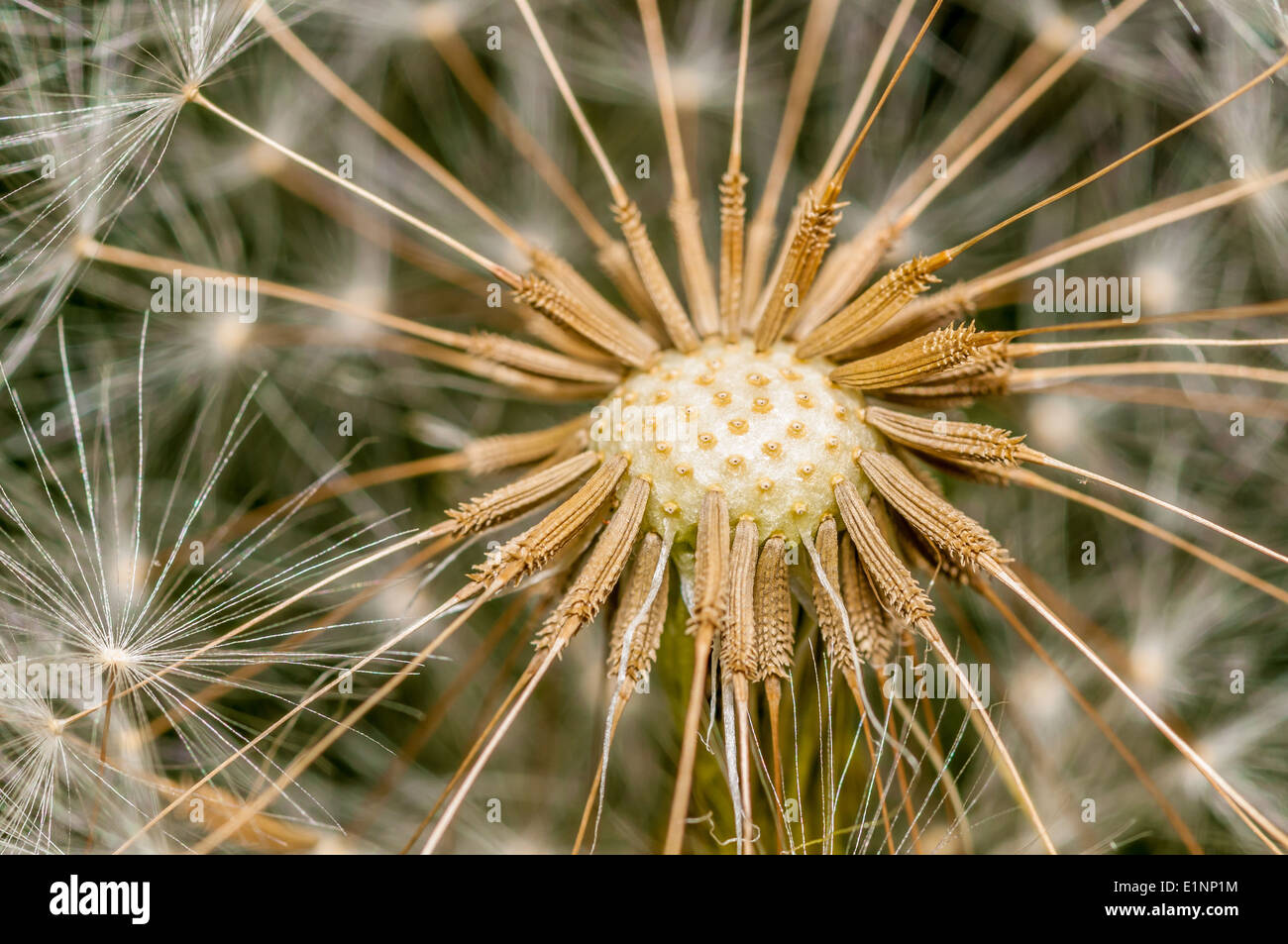 Seed dandelion flower plant hi-res stock photography and images - Alamy
