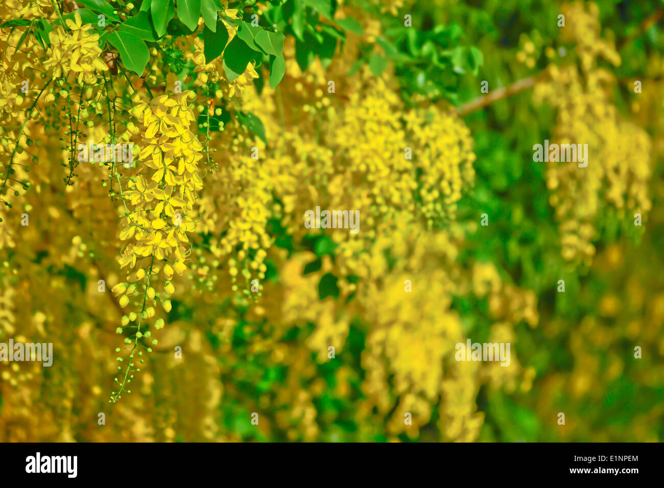 Golden Shower Tree flower is national flower of thailand Stock Photo - Alamy