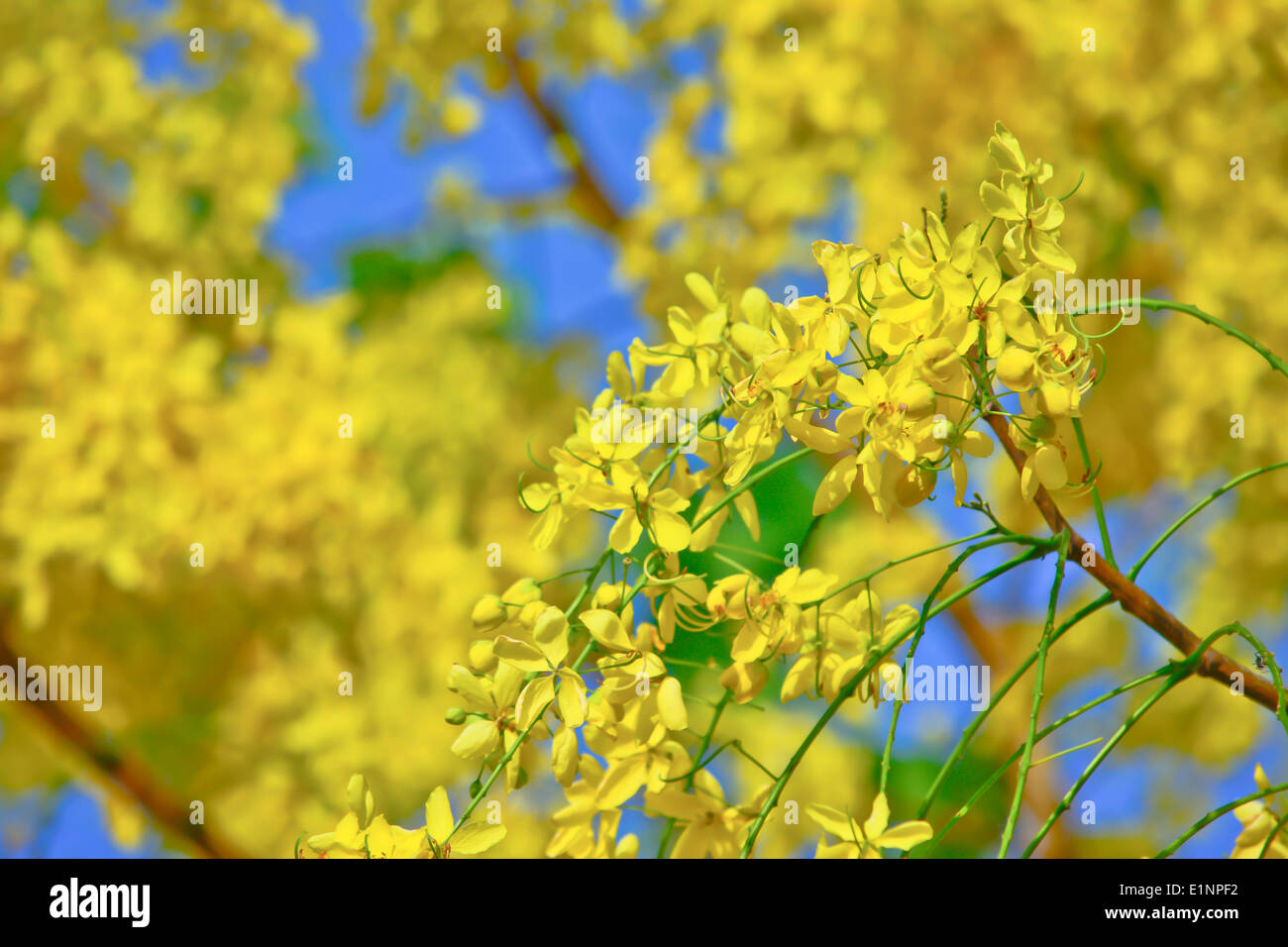 Golden Shower Tree flower is national flower of thailand Stock Photo - Alamy