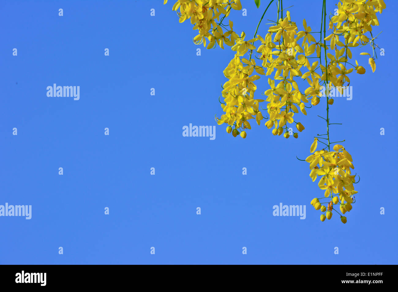 Golden Shower Tree flower is national flower of thailand Stock Photo - Alamy