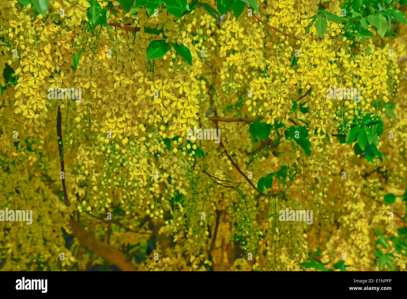 Golden Shower Tree flower is national flower of thailand Stock Photo - Alamy