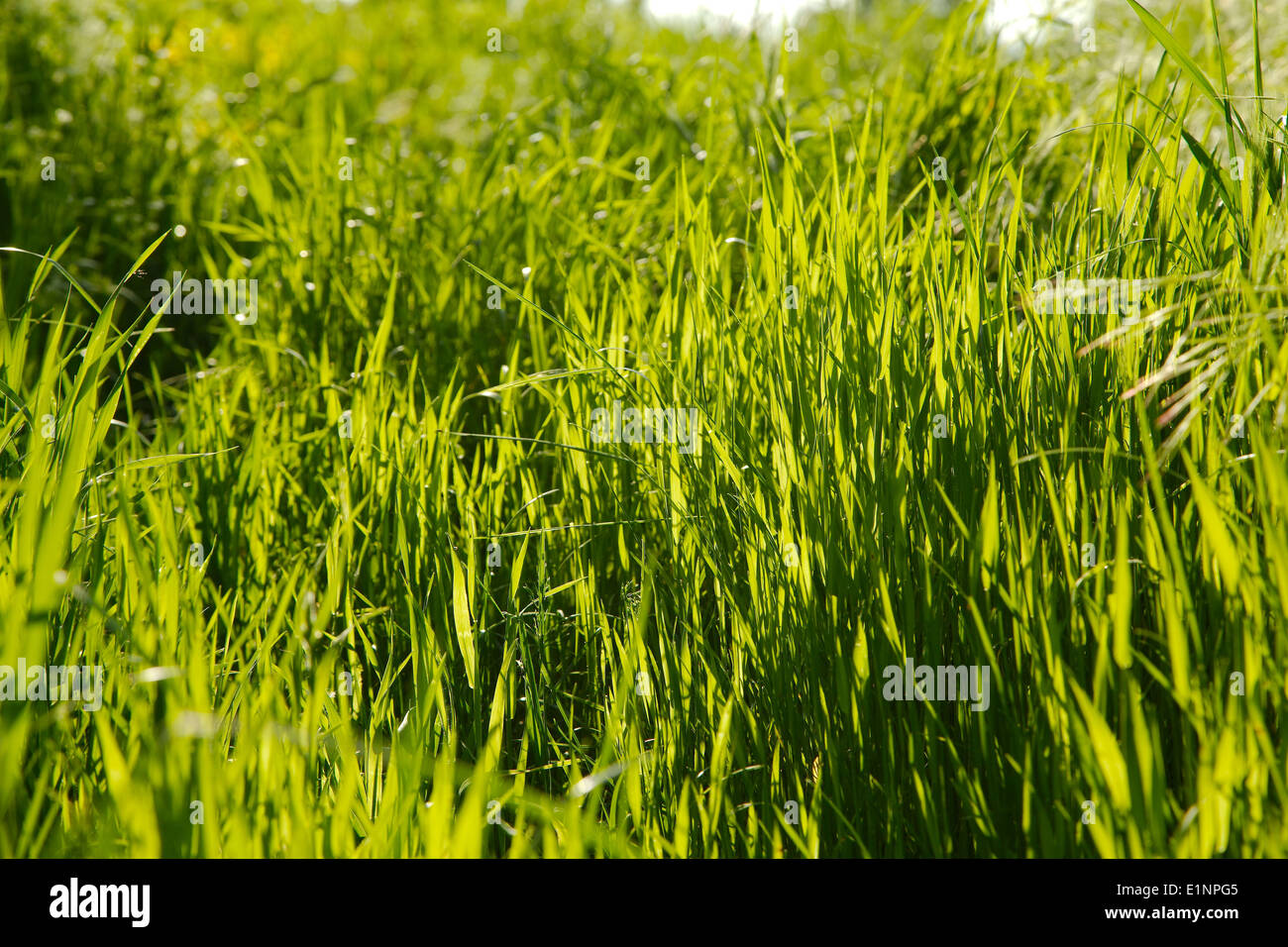 Verdure greenery hi-res stock photography and images - Alamy
