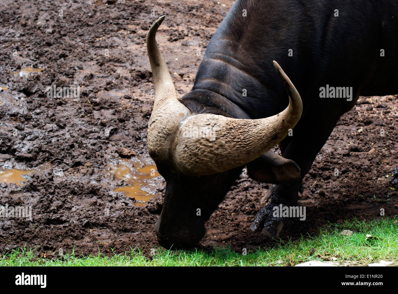 Forehead horn hi-res stock photography and images - Alamy