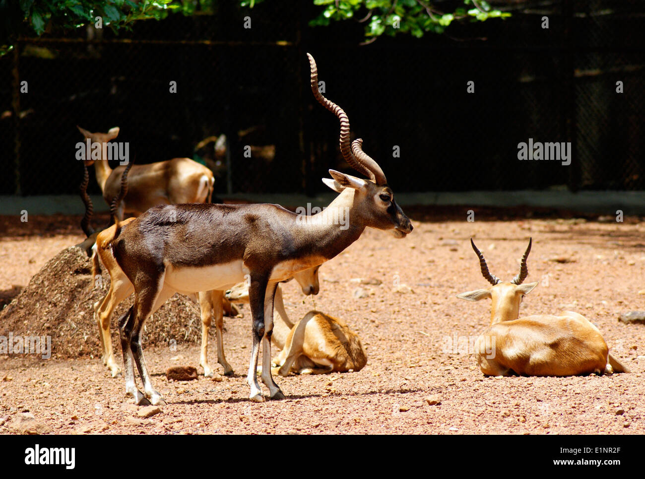 White blackbuck hi-res stock photography and images - Alamy