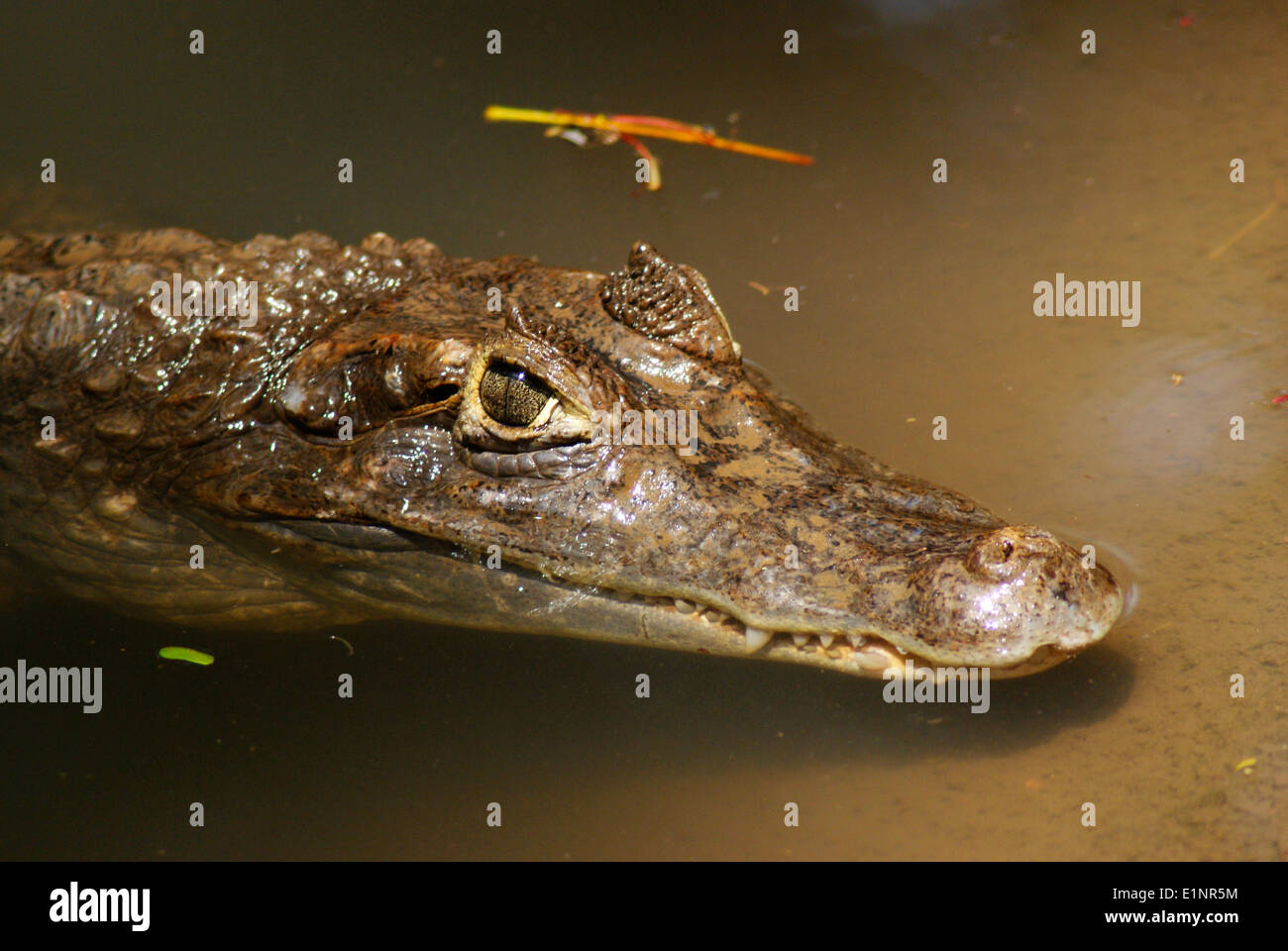 spectacled caiman crocodilus India Stock Photo - Alamy