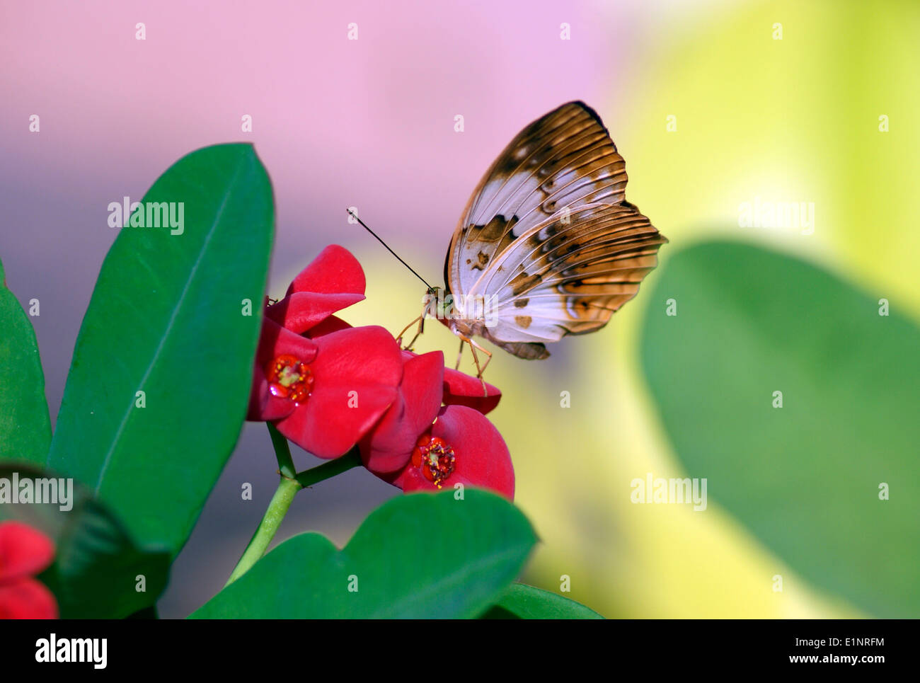 Butterfly and flower india view hi-res stock photography and images - Alamy