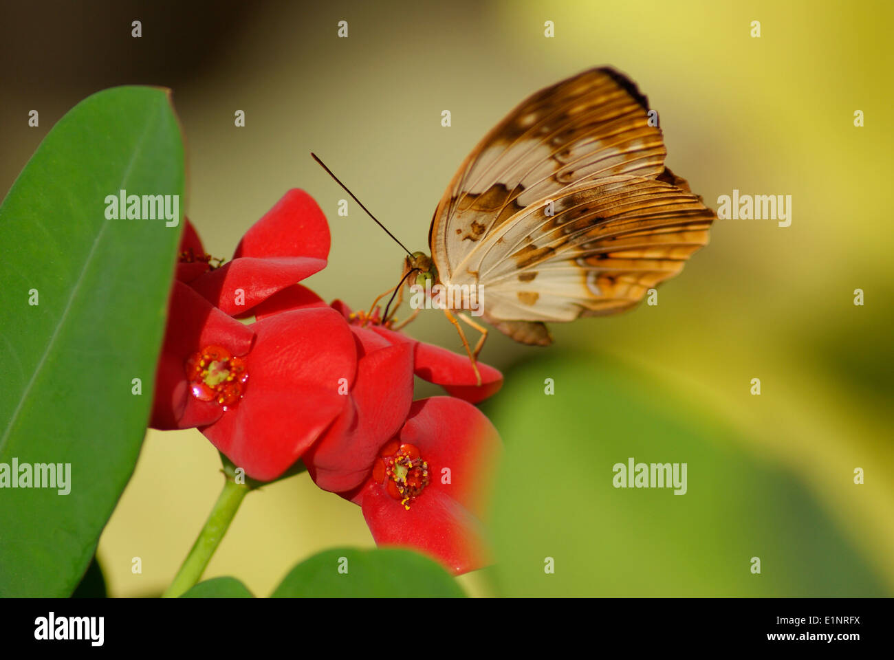 Indian flower vector hi-res stock photography and images - Alamy