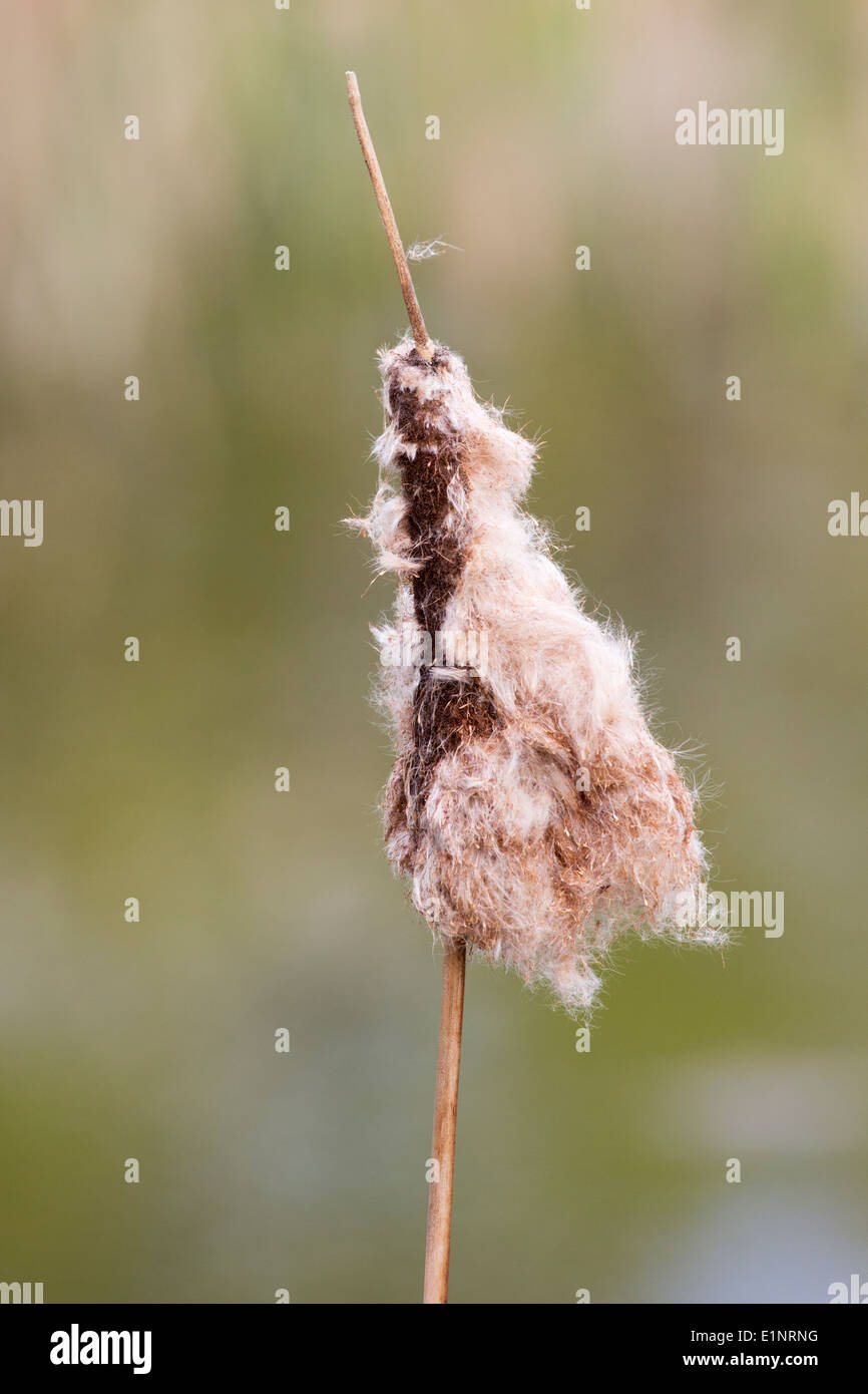 Broadleaf cattails typha latifolia hi-res stock photography and images ...