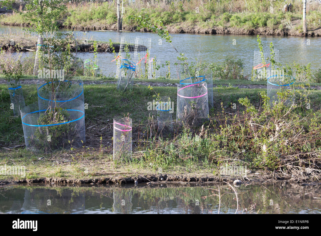 Beavers protected hi-res stock photography and images - Alamy