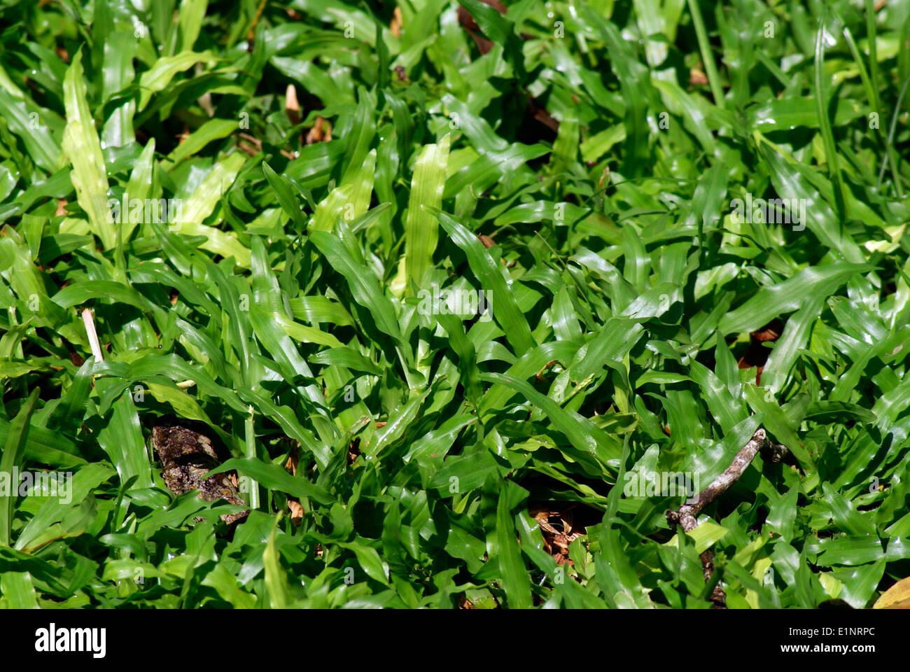 Garden Grass India Stock Photo - Alamy