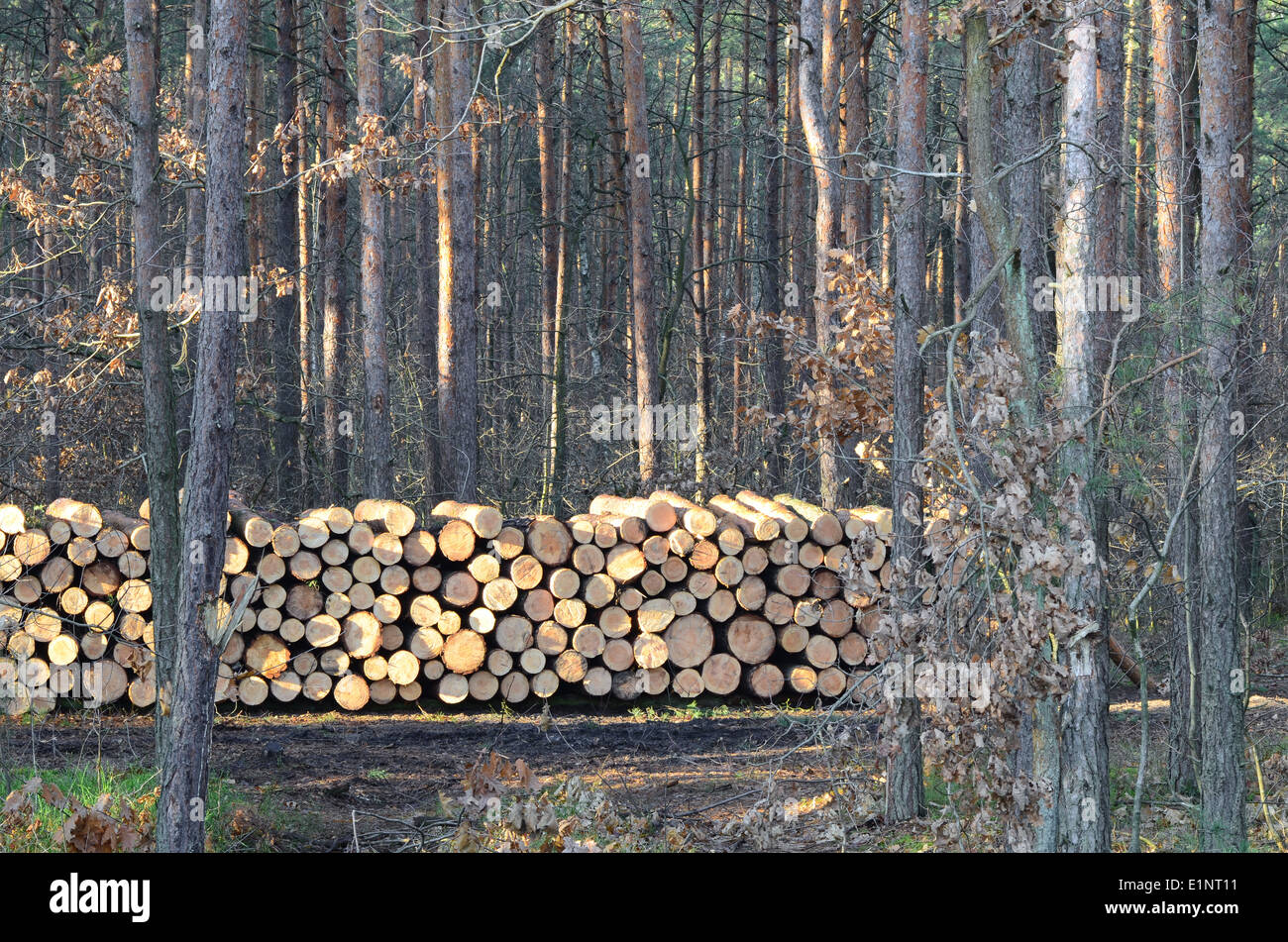 cut trees pile in forest Stock Photo - Alamy