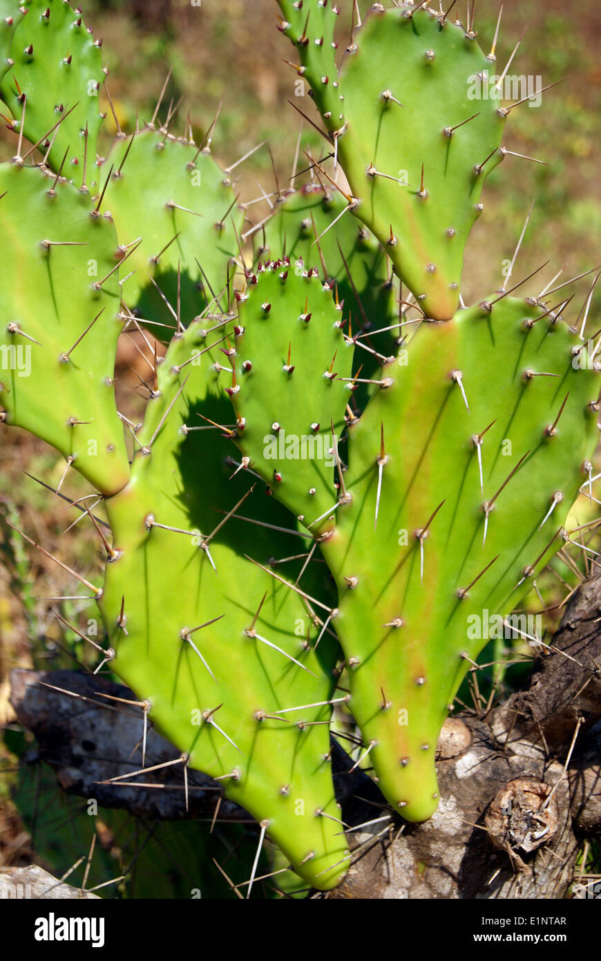 Tropical plants with thorns hi-res stock photography and images - Alamy
