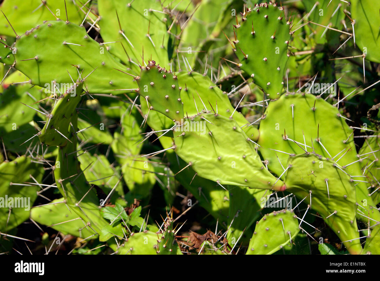 Cactus desert india hi-res stock photography and images - Alamy