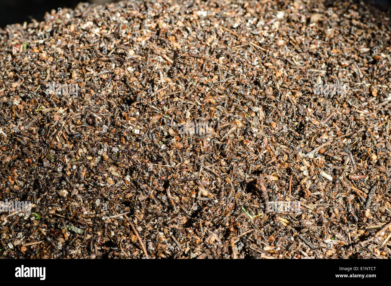 Ant heap hi-res stock photography and images - Alamy