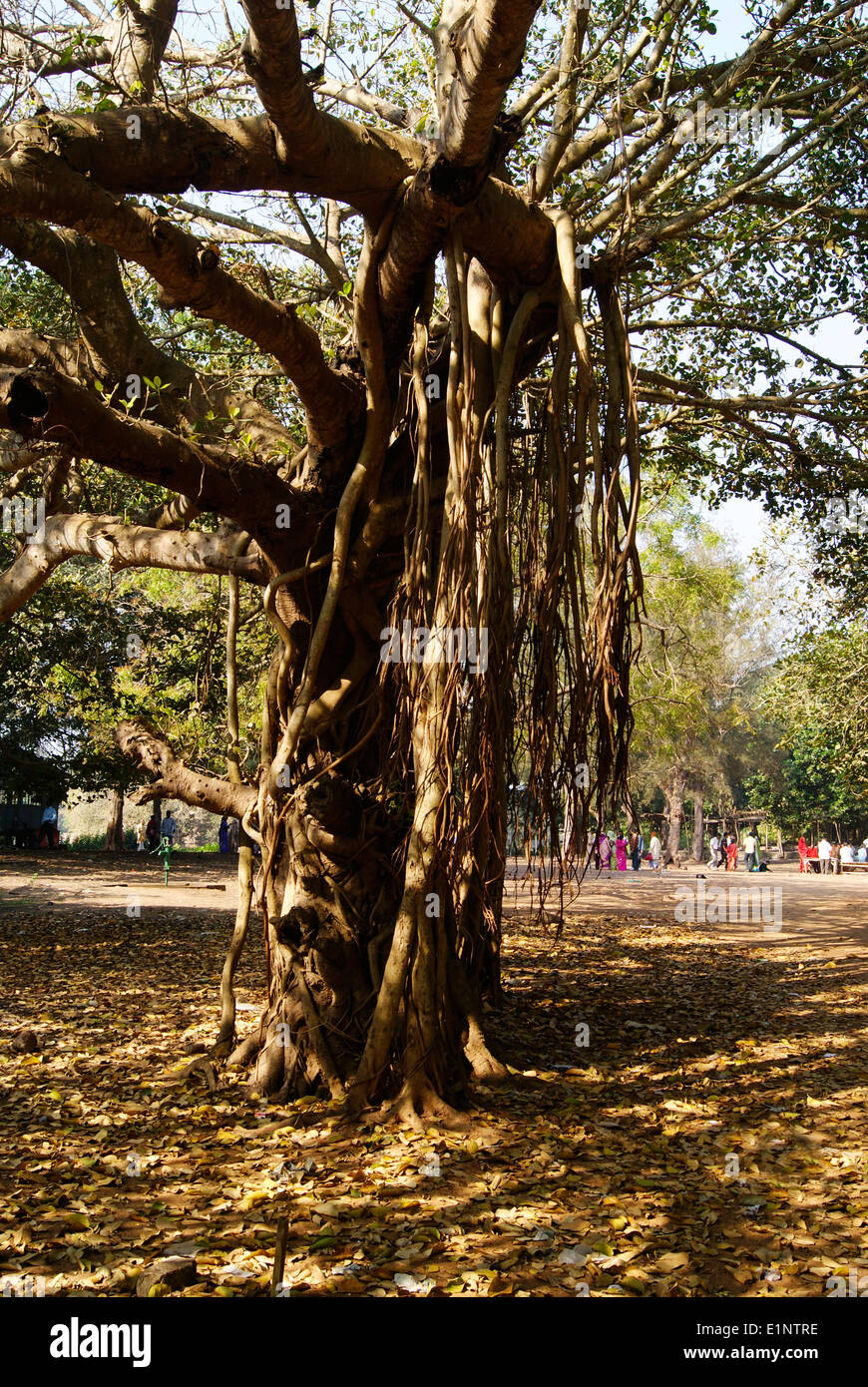 Adventitious root hi-res stock photography and images - Alamy