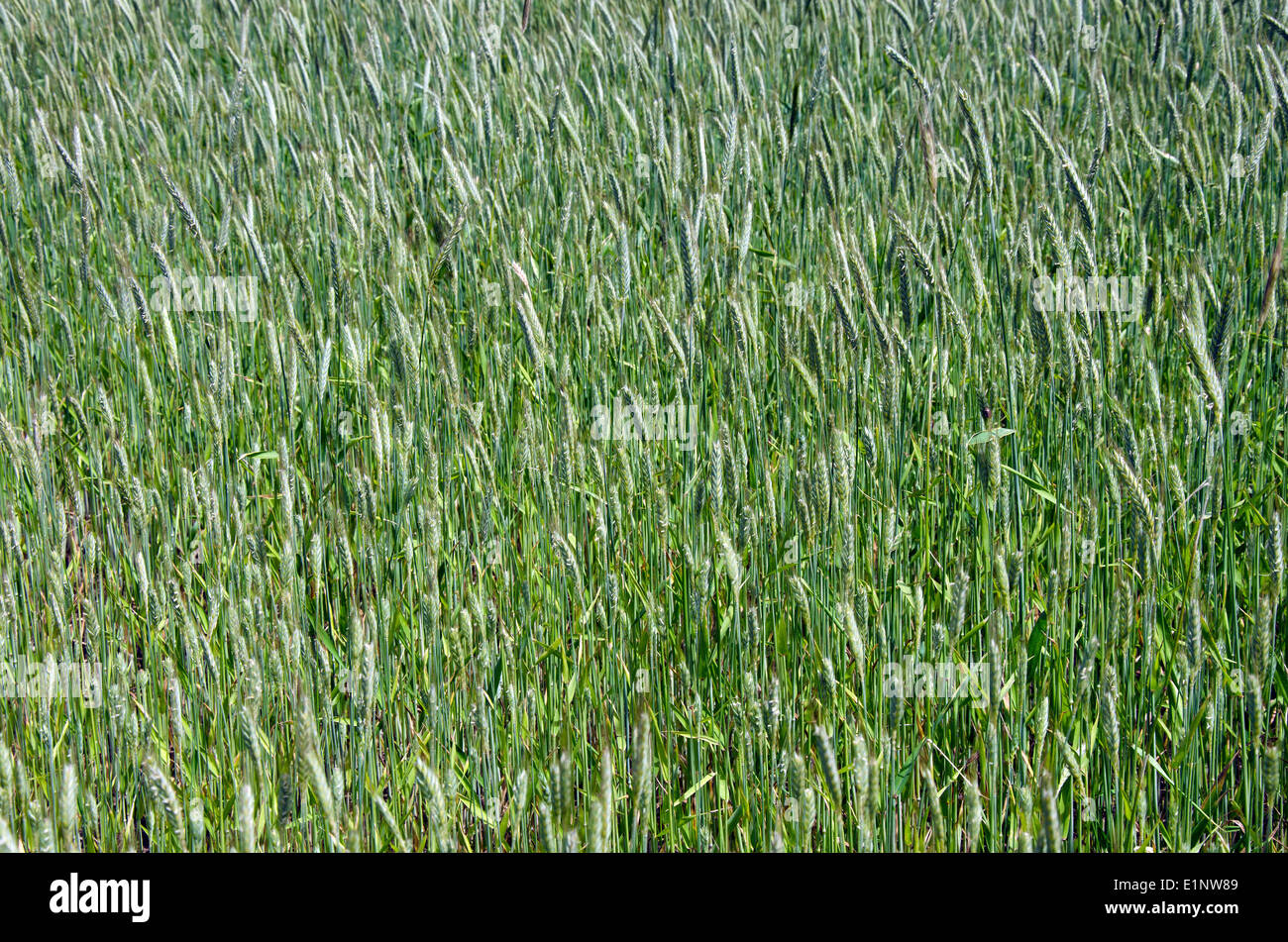 The green rye field Stock Photo - Alamy