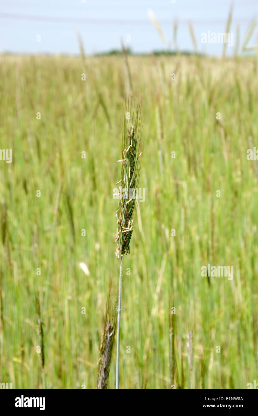 Crop rye spike hi-res stock photography and images - Alamy
