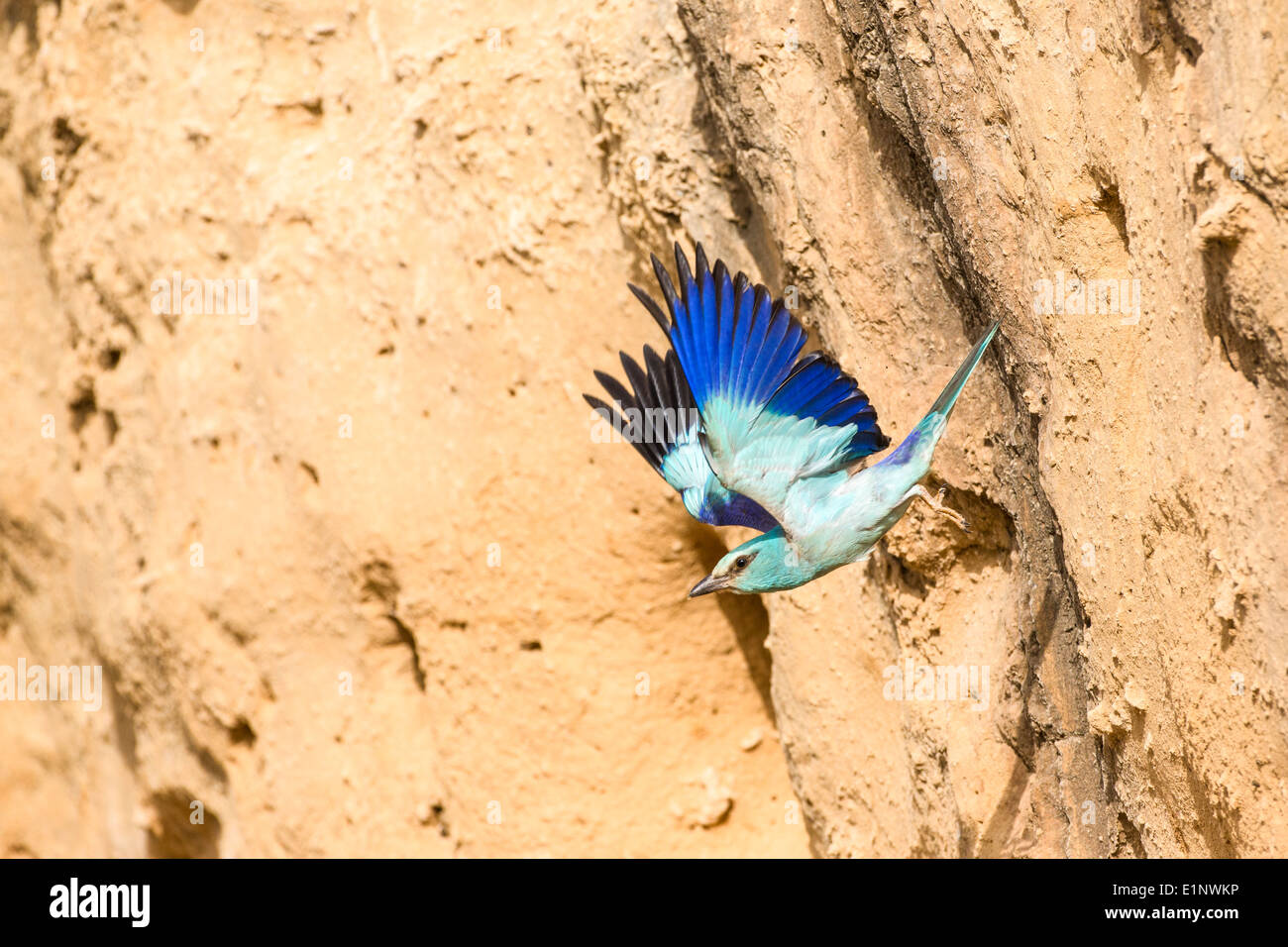 European roller (Coracias garrulus) in flight Stock Photo - Alamy