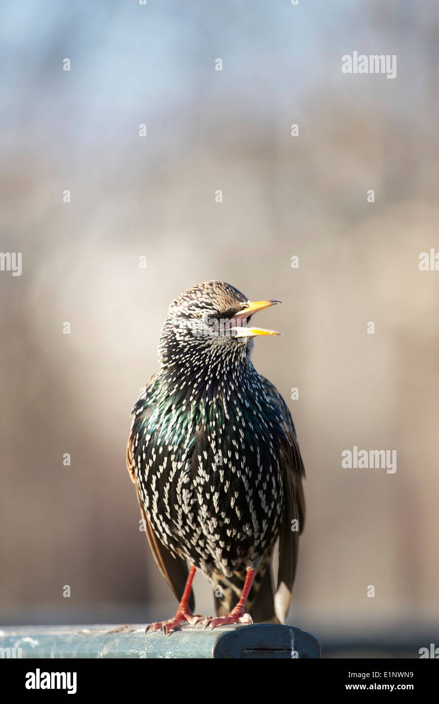 Starling bird portrait photo Stock Photo - Alamy
