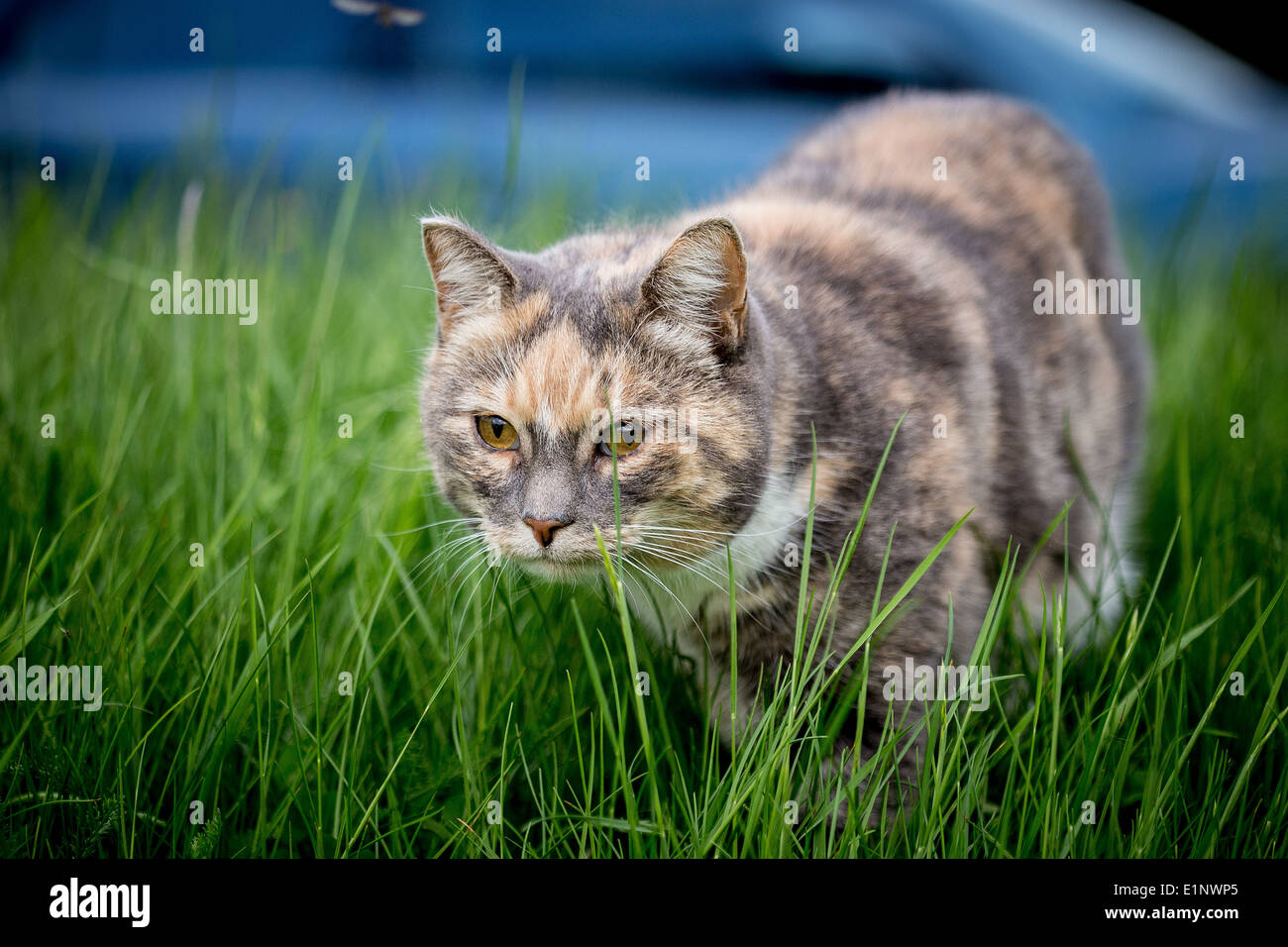 Cat sneaking hunting hi-res stock photography and images - Alamy