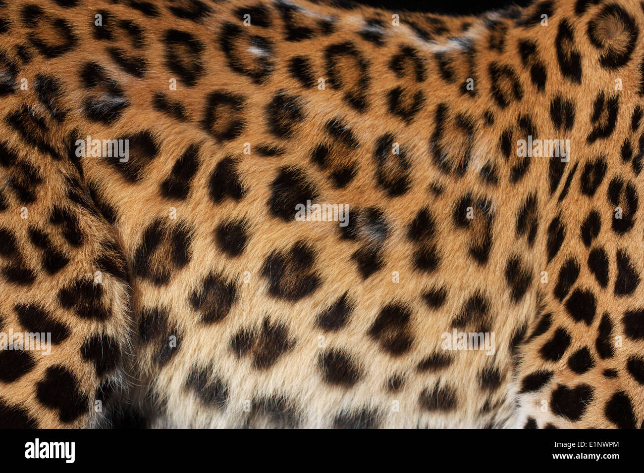 Leopard Skin